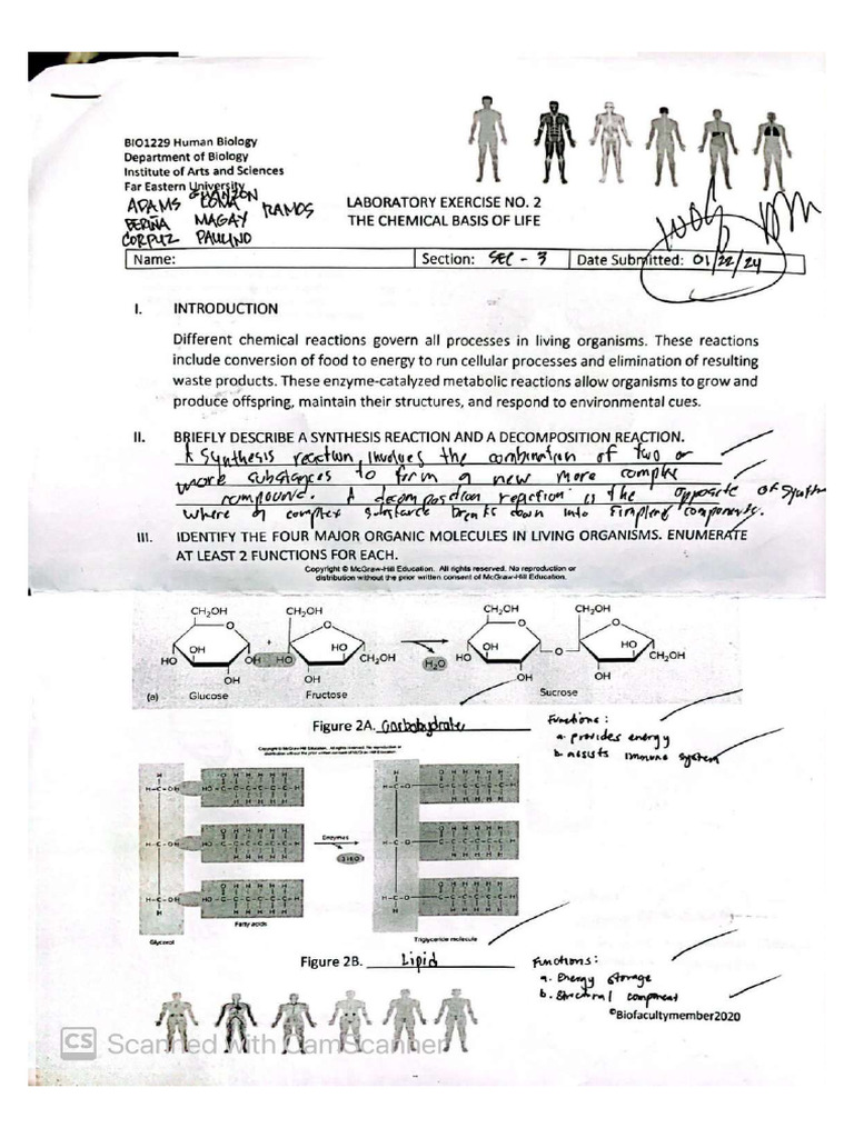 HUMAN-BIO-LAB-SEC-3-GROUP-2-LAB-EXERCISE-2 | PDF