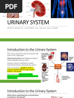 Excretory System of Frog | PDF | Kidney | Urinary System