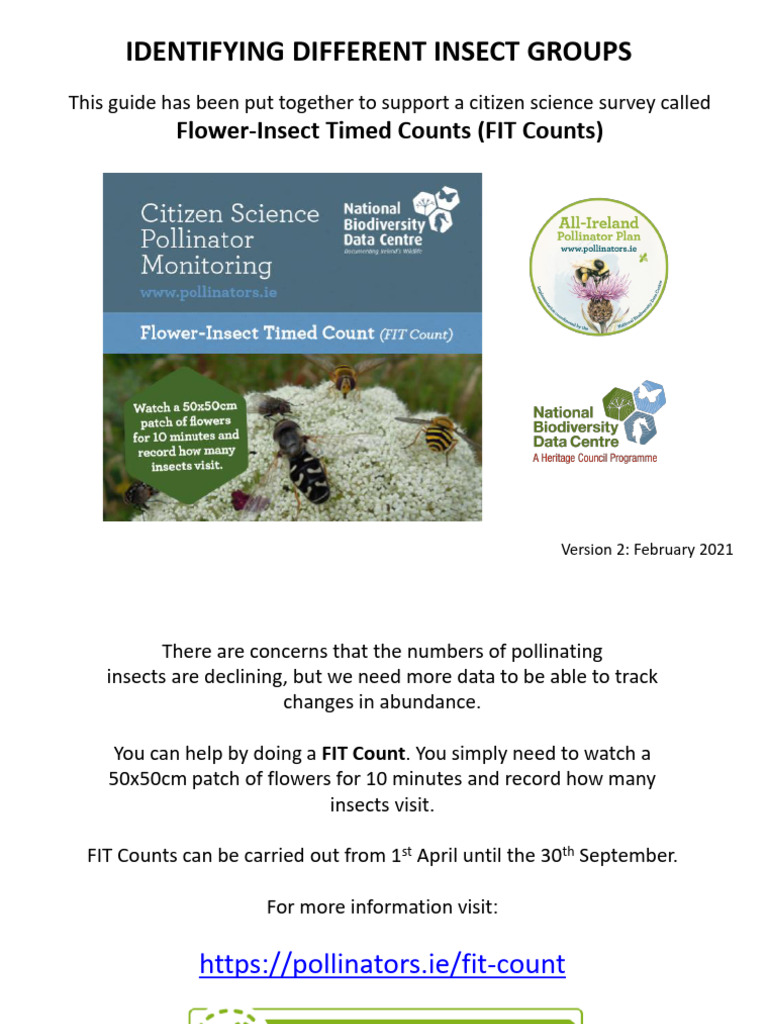 FIT Counts Guide To Identifying The Different Insect Groups - 2021 ...