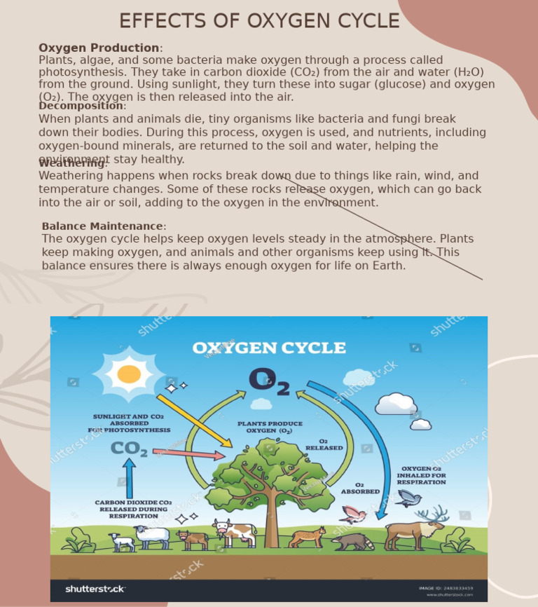Oxygen Cycle | PDF