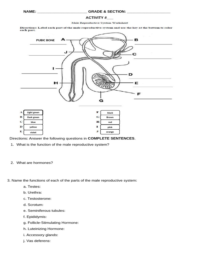 Male Reproductive System Worksheet | PDF