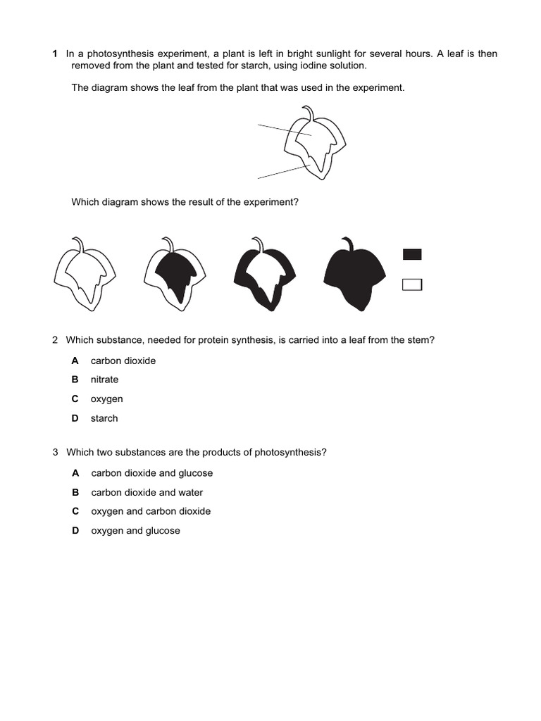 Photosynthesis Experiment Questions | PDF | Leaf | Photosynthesis