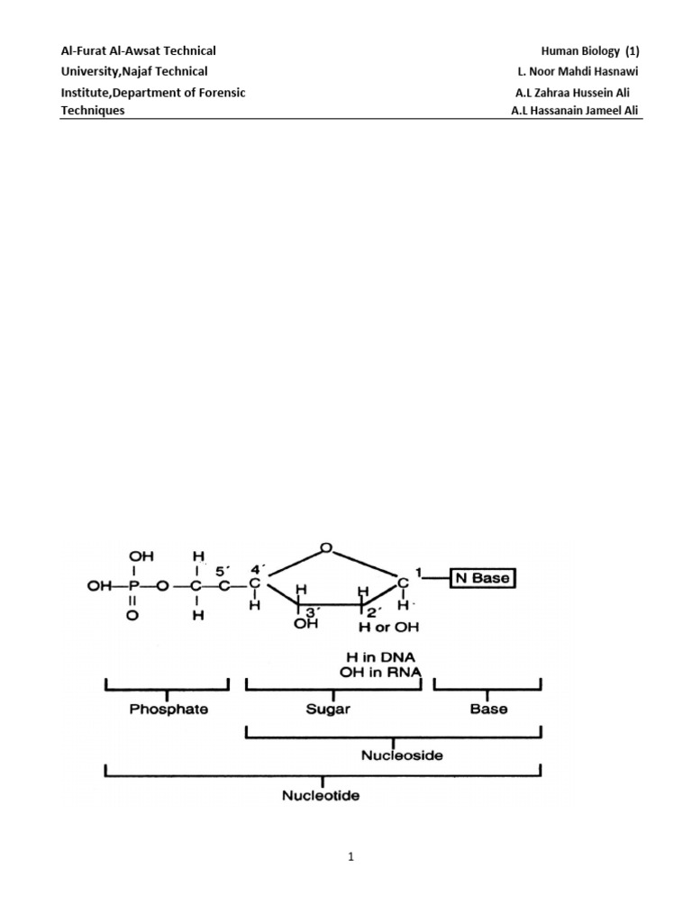 Nature of DNA 1 | PDF | Dna Replication | Dna