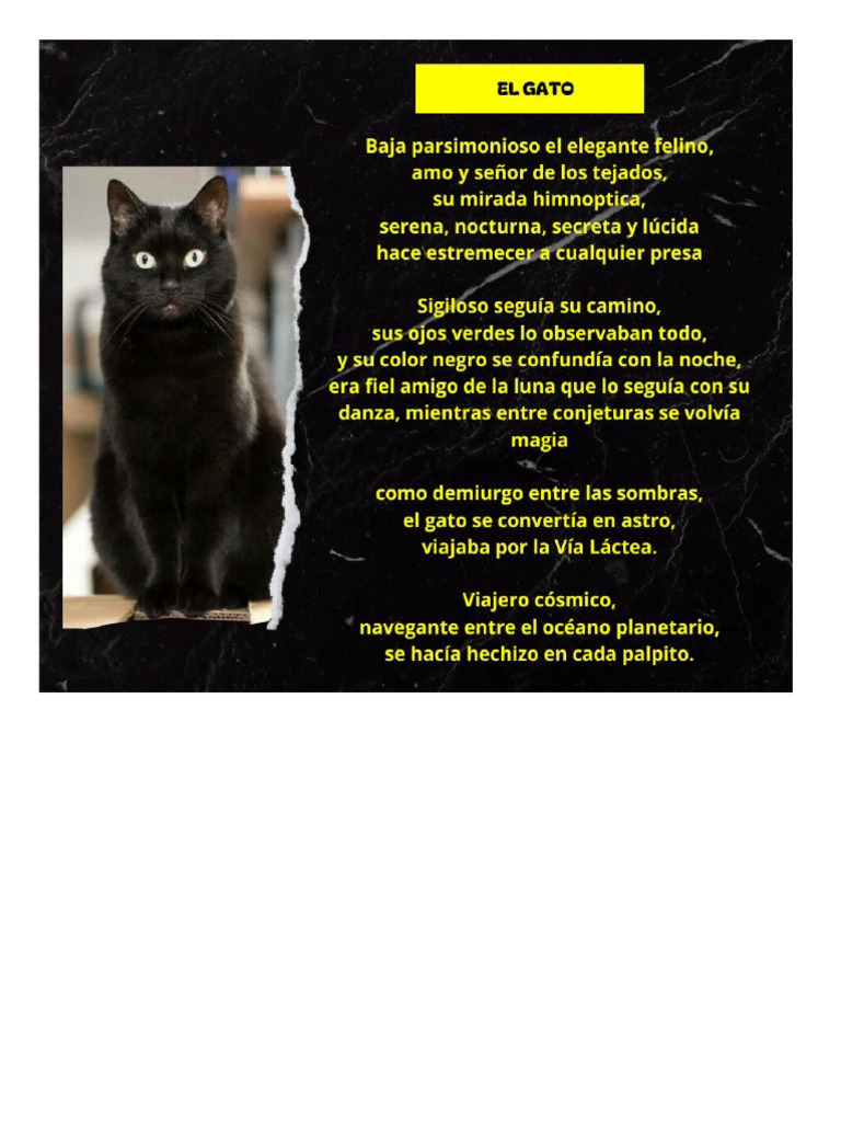 El Gato | PDF