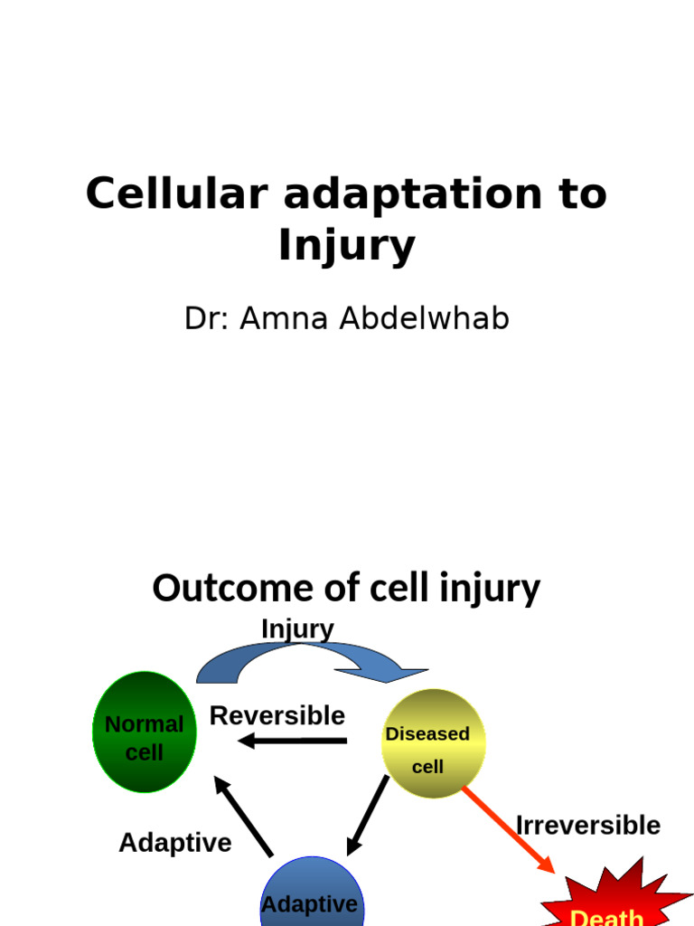 Cellular Adaptation To Injury | PDF | Epithelium | Atrophy