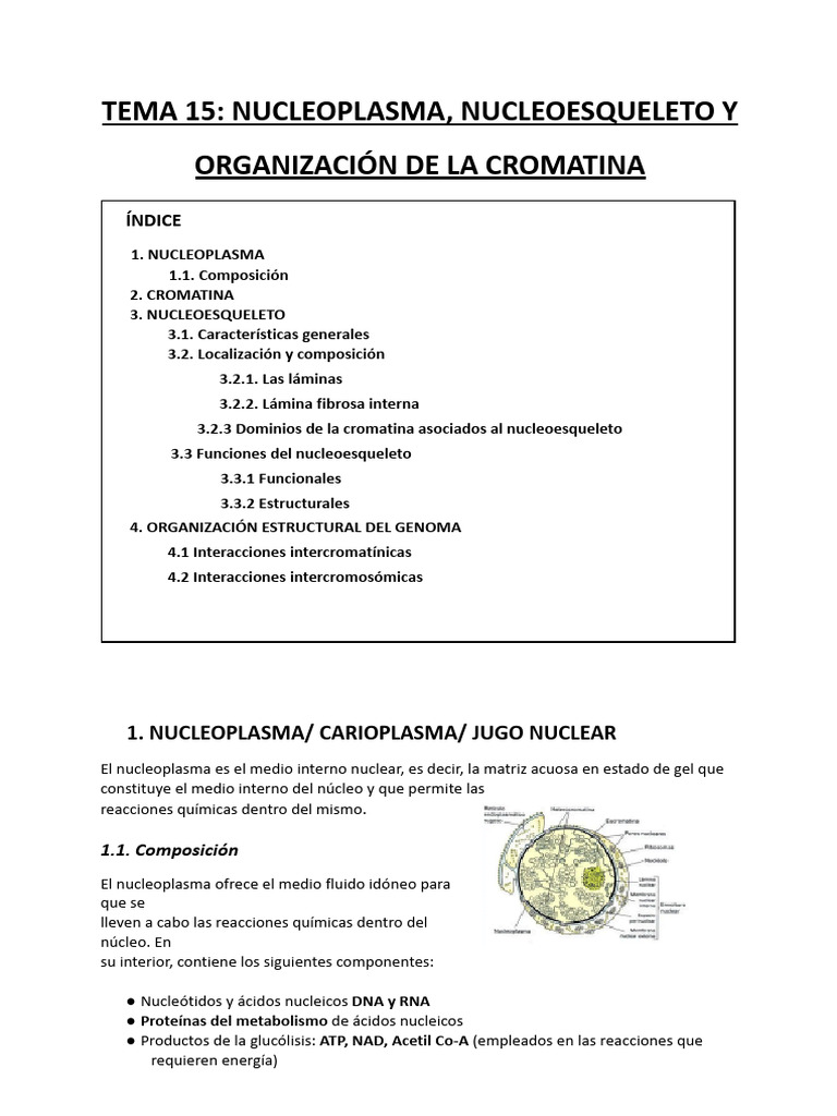 Tema 15 - Nucleoplasma, Nucleoesqueleto y Organización de La Cromatina (Bloque 4) | PDF | Nucleo ...