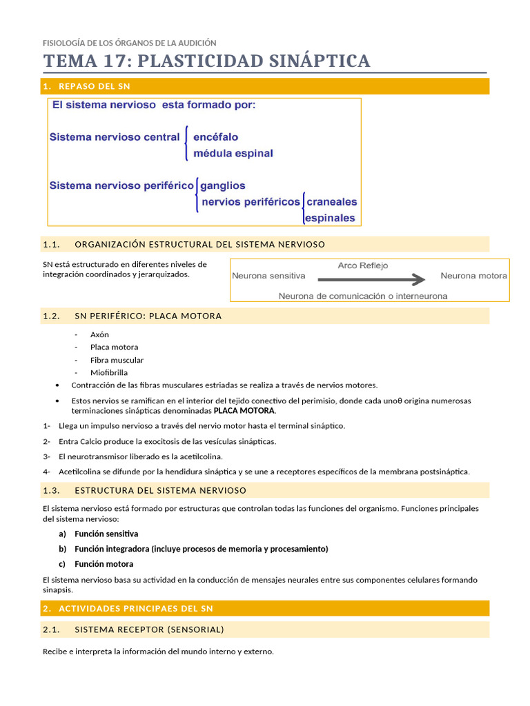 FISIOLOGIA T17 | PDF | Sinapsis | Neuroplasticidad