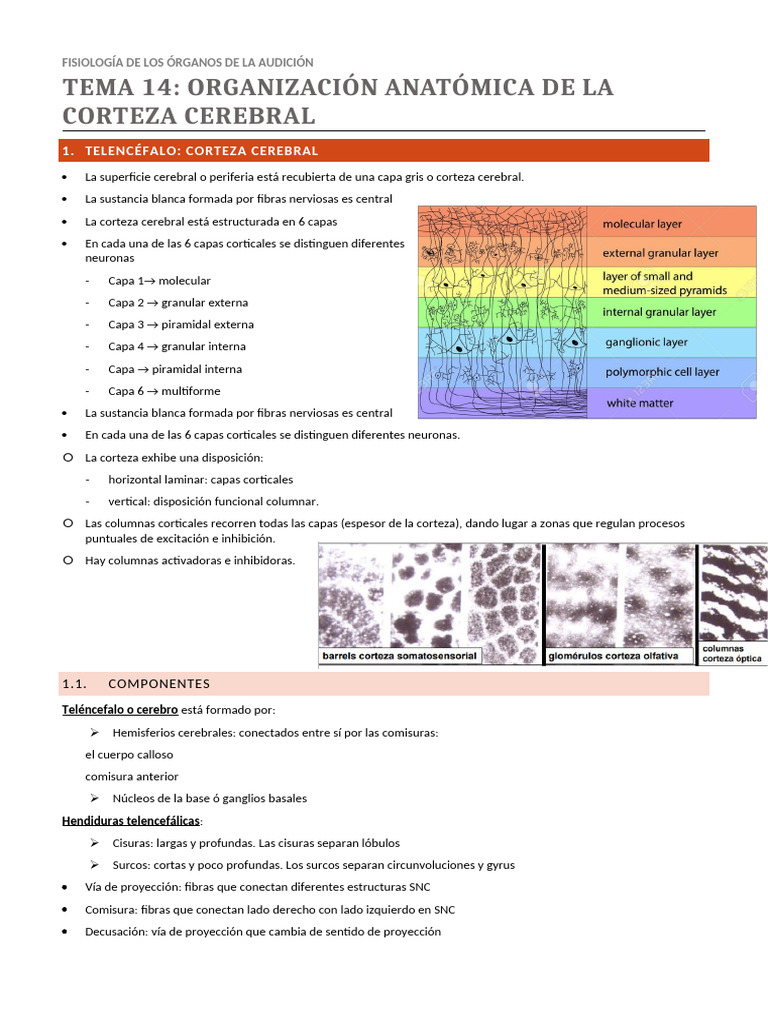 Fisiología T14 | PDF | Lóbulo temporal | Cerebro