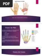 Aula 6 Ossos, Músculos, Inervação e Vascularização Do Punho e Mão | PDF ...