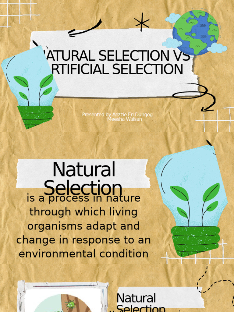 Natural vs Artificial Selection Explained | PDF