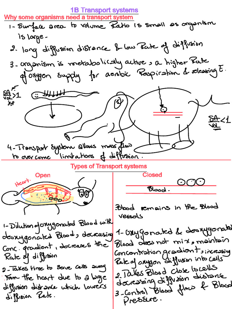 Lesson 10 - Transport System and ODC | PDF