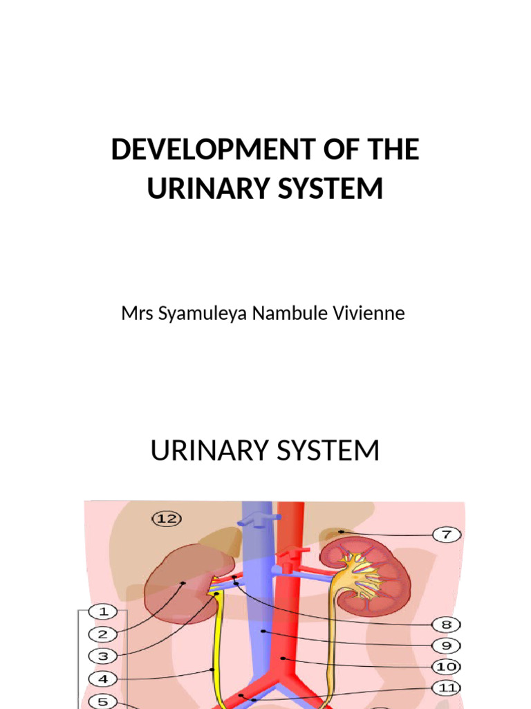 Development of The Urinary System | PDF | Kidney | Genitourinary System