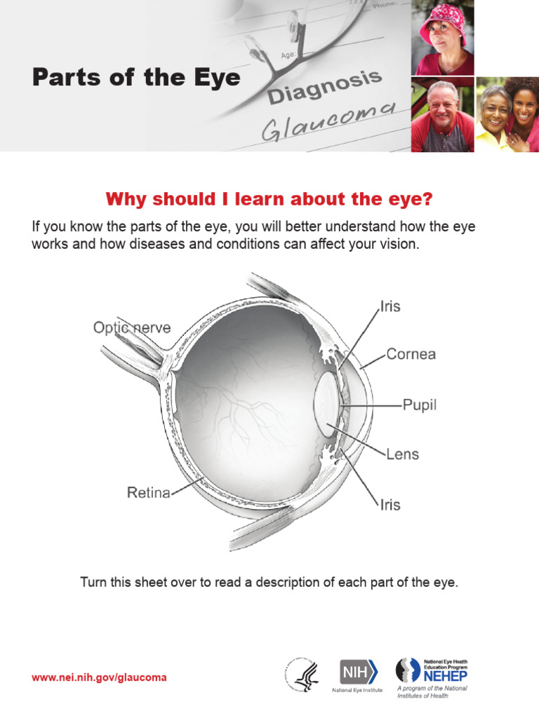 Parts of The Eye | PDF