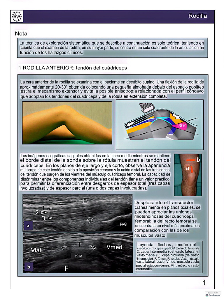 Ecografía Rodilla Protocolo UE | PDF