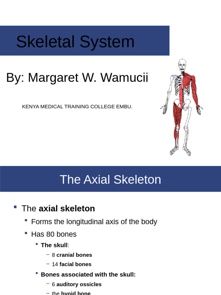 Axial Skeleton Notes. | PDF | Vertebra | Vertebral Column