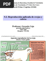 Anatomia y Fisiologia de Aparato Reproductor Del Gallo | PDF | Salud y ...