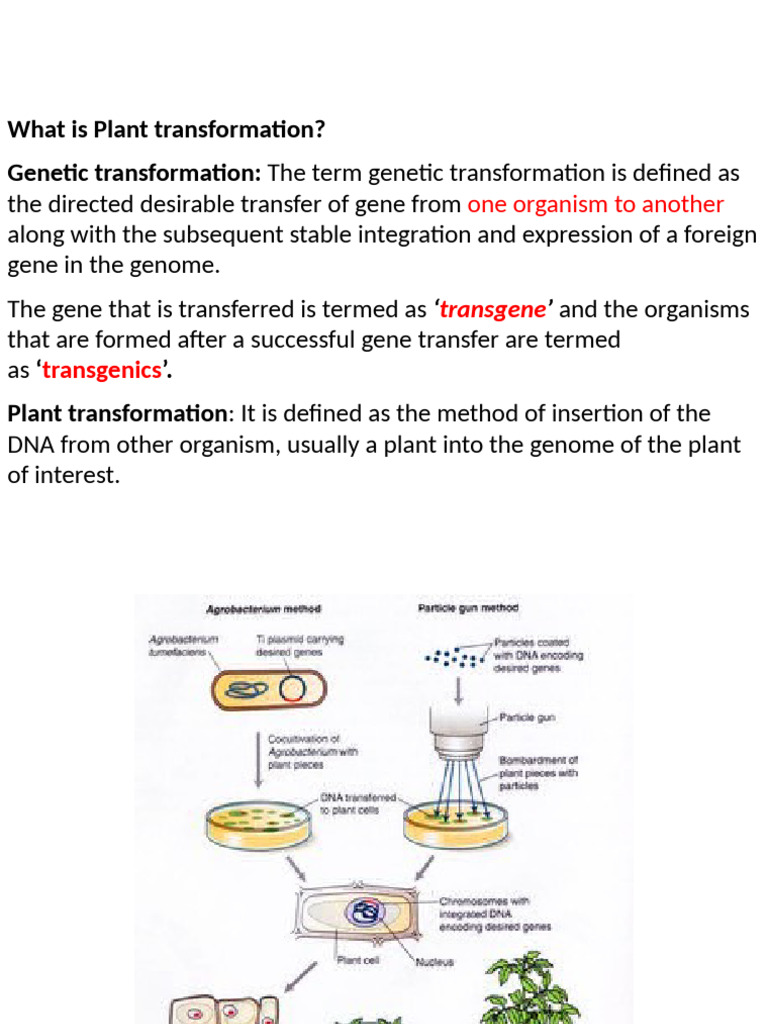 Plant Transformation | PDF | Rna Interference | Genetically Modified ...