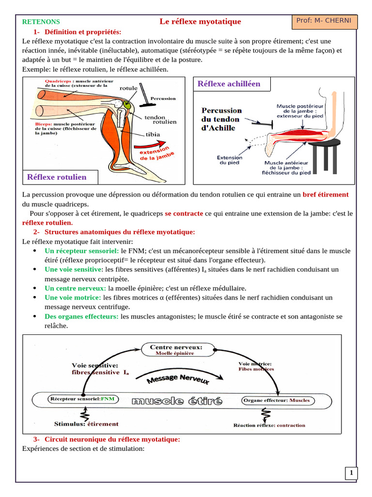 Réflexe Myotatique et Anatomie Associée | PDF | Nerf | Anatomie humaine
