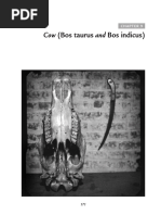 Osteology of The Goat | PDF | Vertebra | Vertebral Column