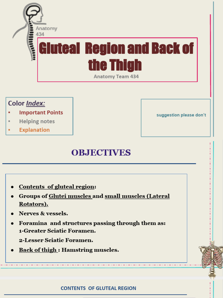 14.Gluteal Region and Back of the Thigh | PDF | Human Leg | Pelvis