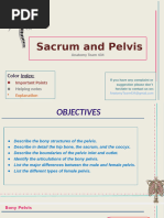 Anatomy of the Pelvis Explained | PDF | Pelvis | Vertebra