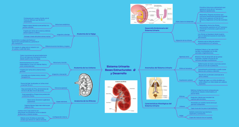 Mapa Del Sistema Urinario 2 | PDF | Riñón | Sistema urinario