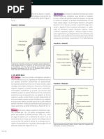 Anatomia de Via Aerea Inferior | PDF | Pulmón | Anatomía