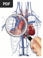 Cavoatrial Junction Anatomy for Catheters | PDF | Atrium (Heart) | Vein