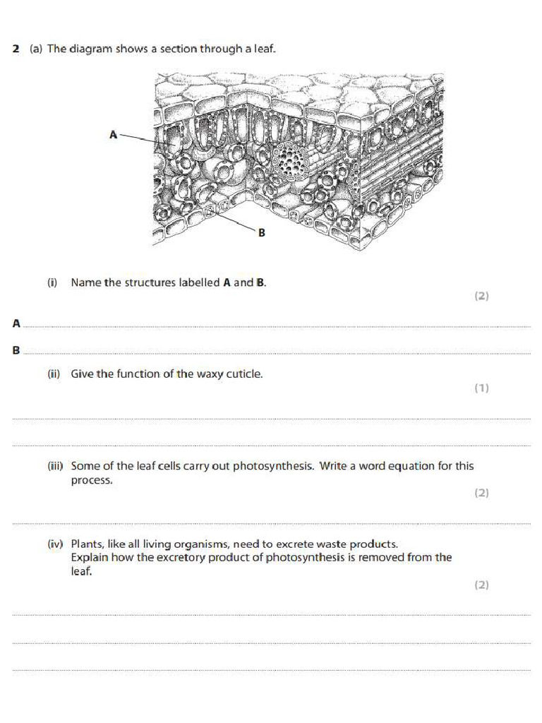 Plant Nutrition Worksheet | PDF