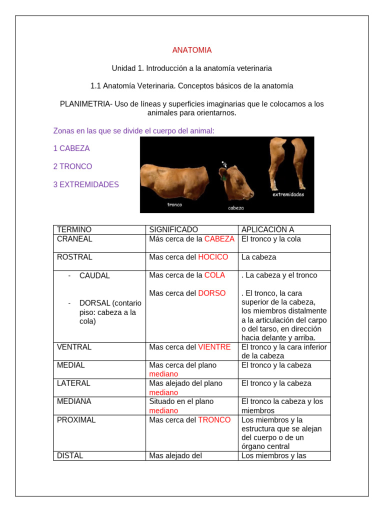 Anatomia-Planos Anatomicos | PDF | Términos anatómicos de ubicación