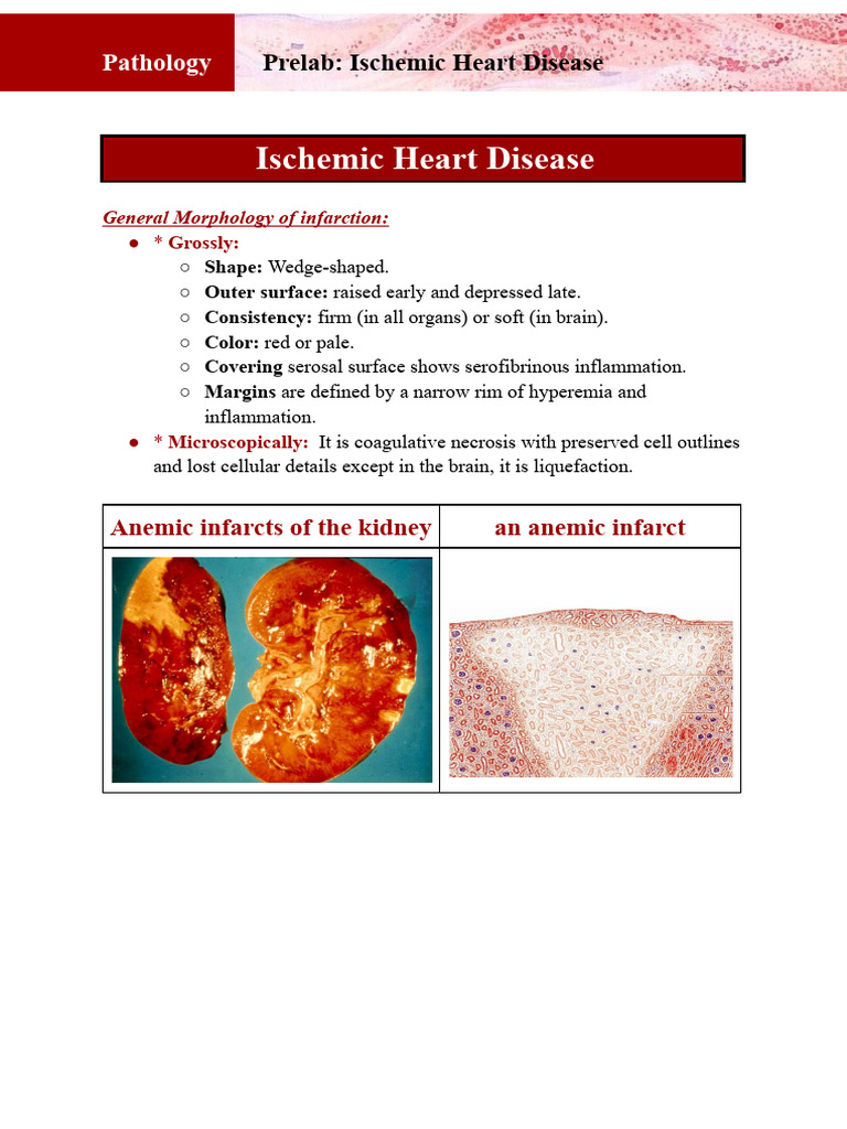 Ischemic Heart Disease Pathology Overview | PDF