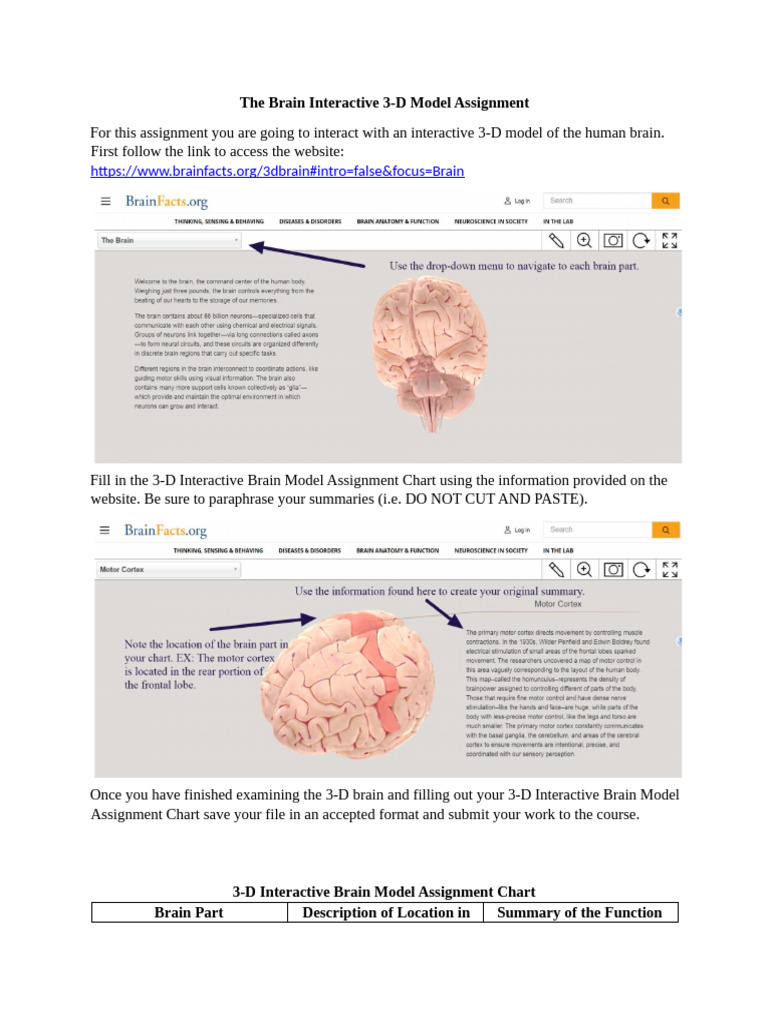 3-D Interactive Brain Model Assignment | PDF | Brainstem | Cerebrum