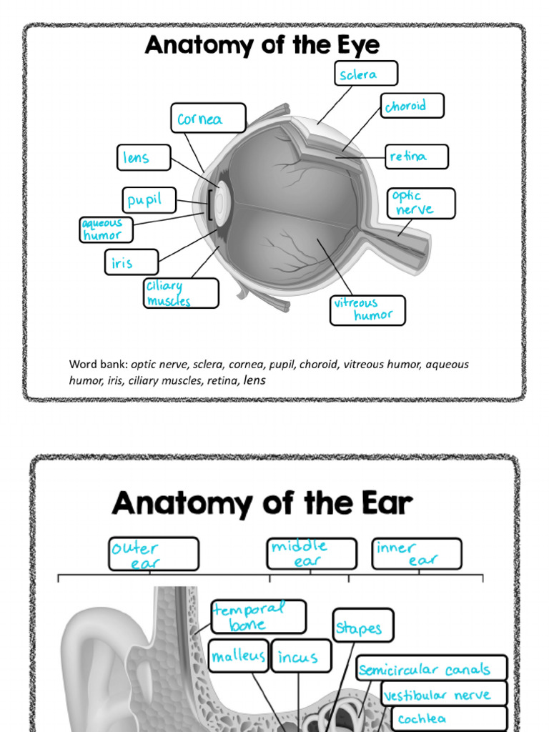Eye & Ear Diagram | PDF