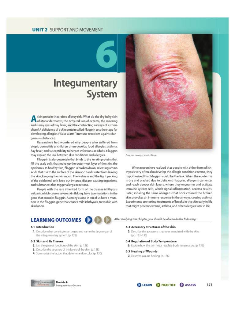 Hole's CH 6 Integumentary System | PDF | Skin | Epidermis