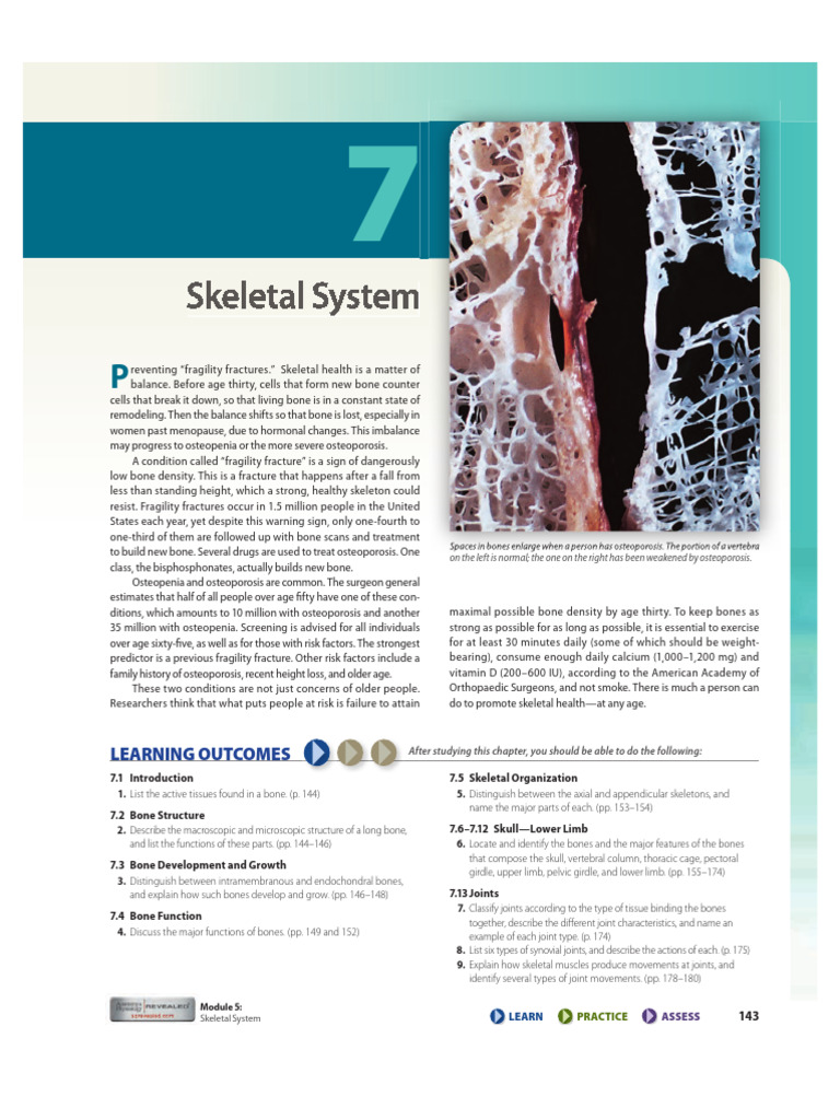 Hole's CH 7 Skeletal System | PDF | Bone | Osteoblast