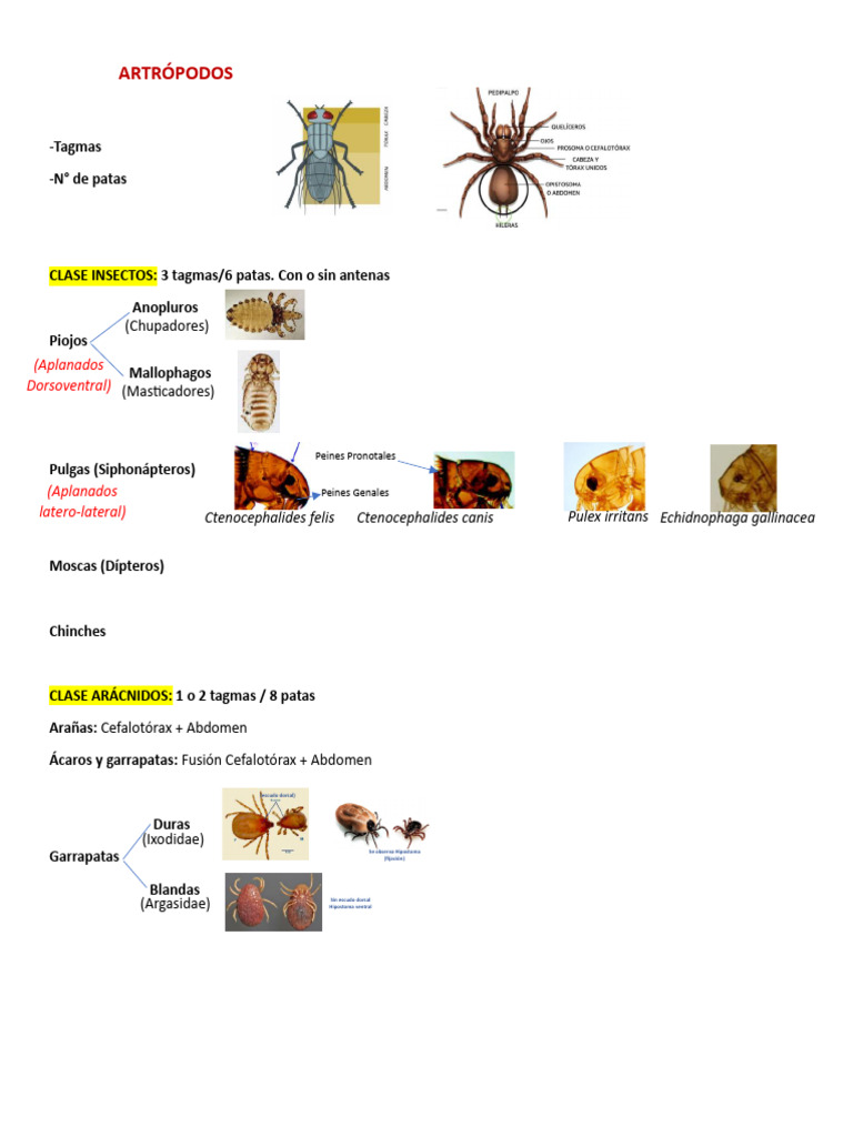 Artrã Podos | PDF | Araña | Zoología