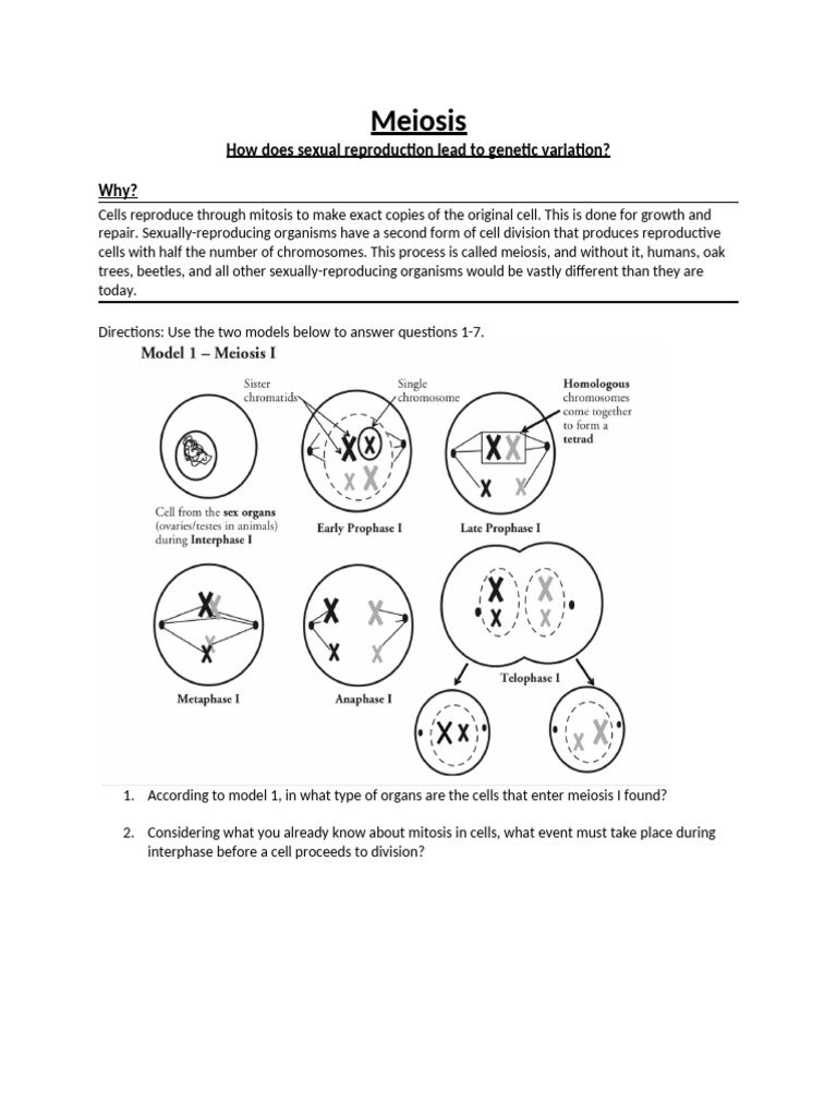 Understanding Meiosis and Genetic Variation | PDF