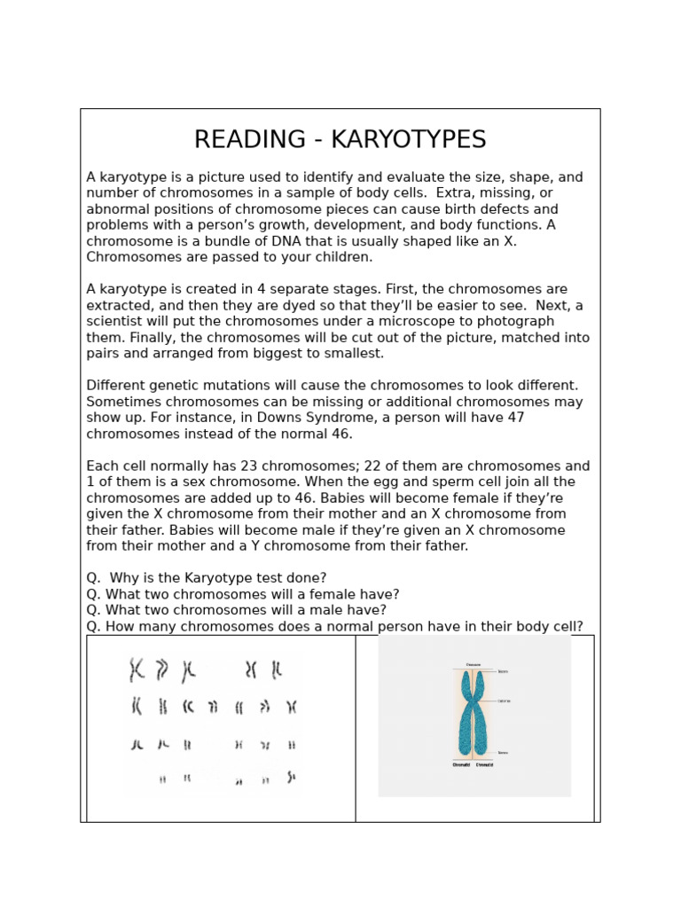 Understanding Karyotypes and Chromosomes | PDF