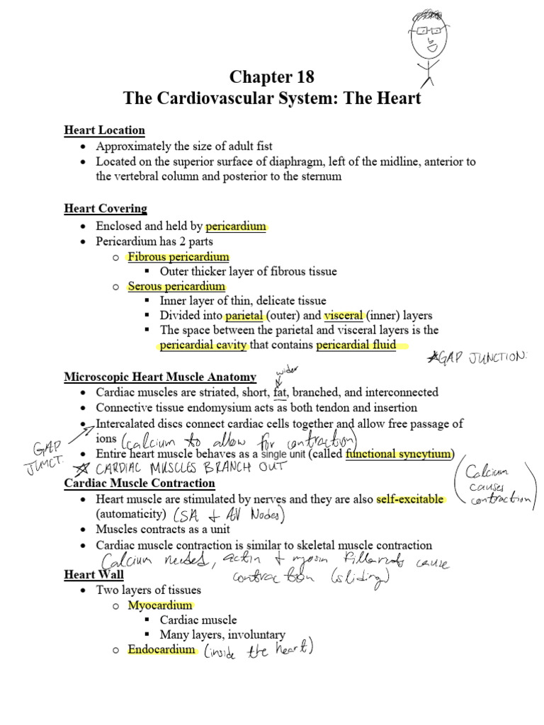 Anatomy and Function of the Heart | PDF | Heart Valve | Atrium (Heart)