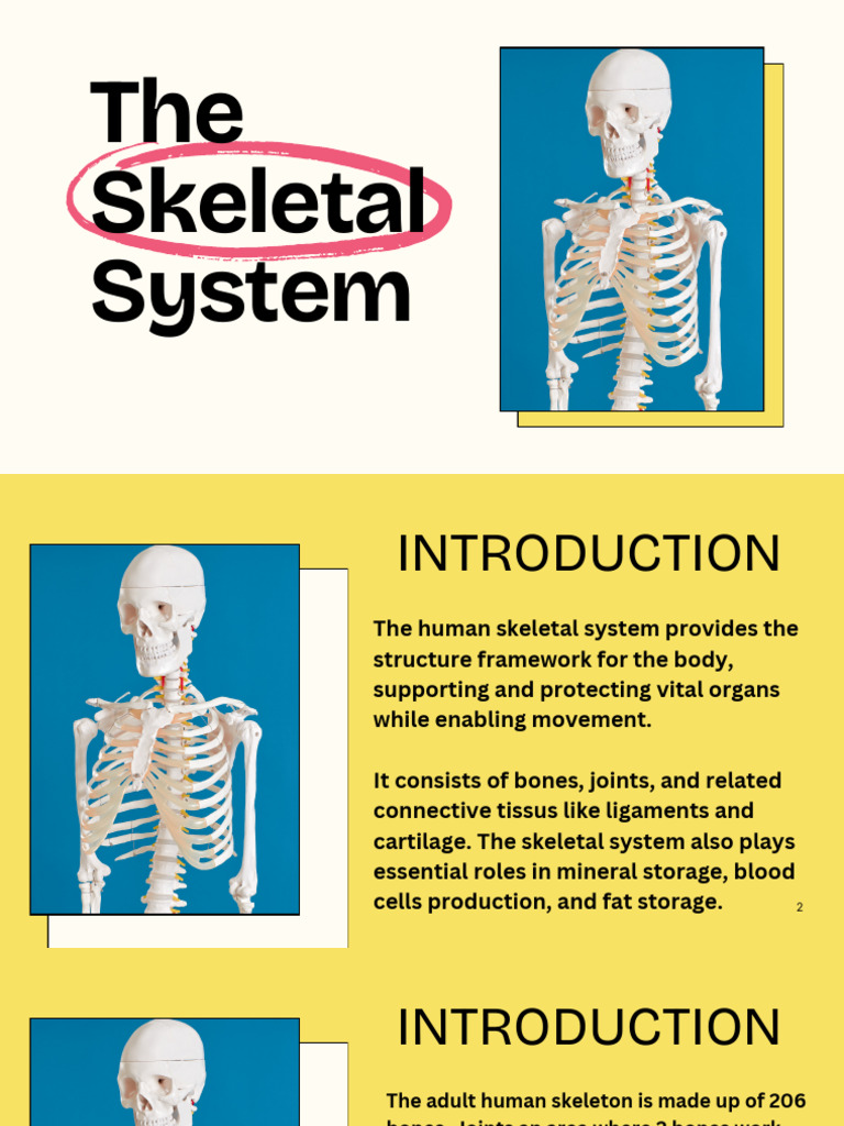 Group 1 Skeletal System_20250126_190023_0000 | PDF | Vertebra ...