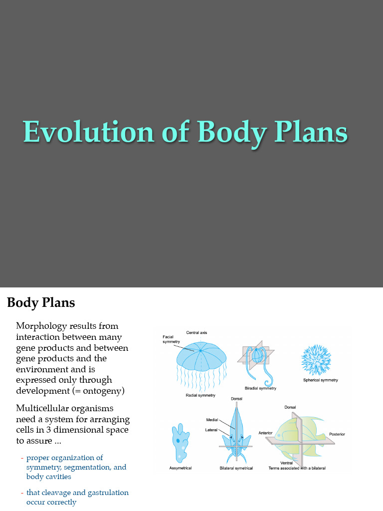 Body Plan Evolution and Hox Genes | PDF | Biological Processes ...