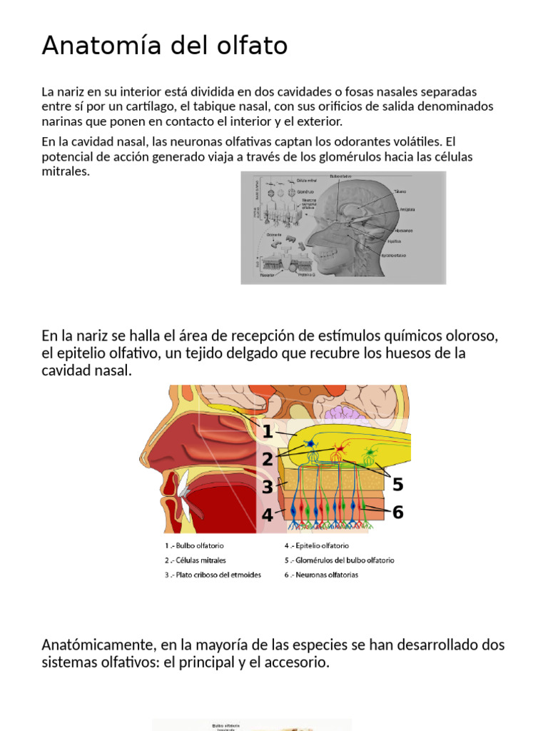 Anatomía Del Olfato | PDF | Anatomía humana | Olor