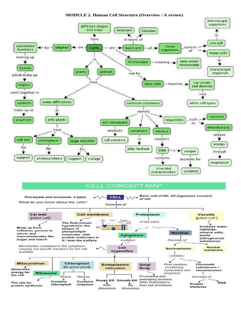Module 2. Human Cell Structure | PDF | Endoplasmic Reticulum | Mitochondrion