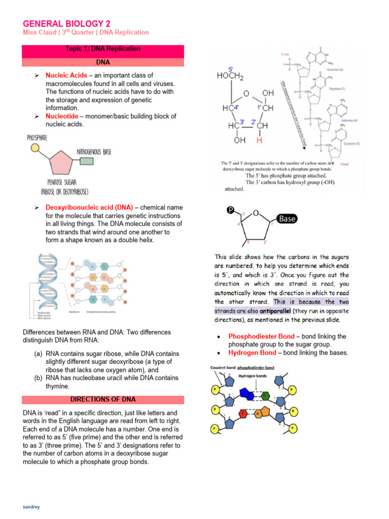 Dna Replication Dna Recombination | PDF | Dna Replication | Dna