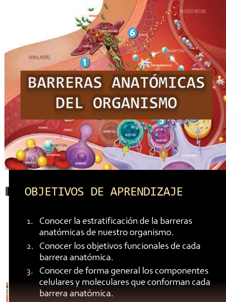 Barreras Anatomicas .V | PDF | Sistema inmune | Célula T