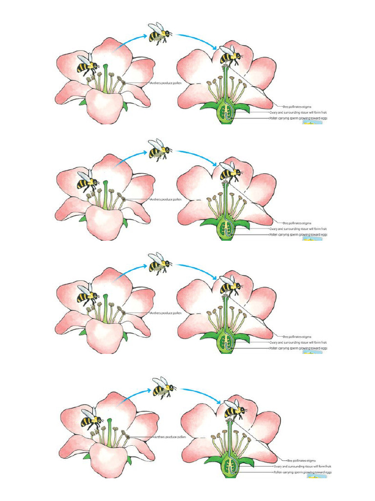 HA Pollination Cycle | PDF