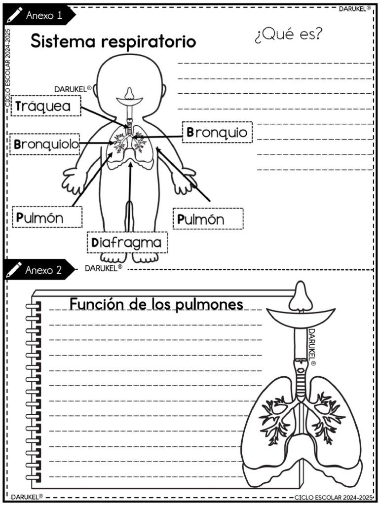 2° SEM21 ANEXOS DEL DOCENTE 2024-2025 | PDF