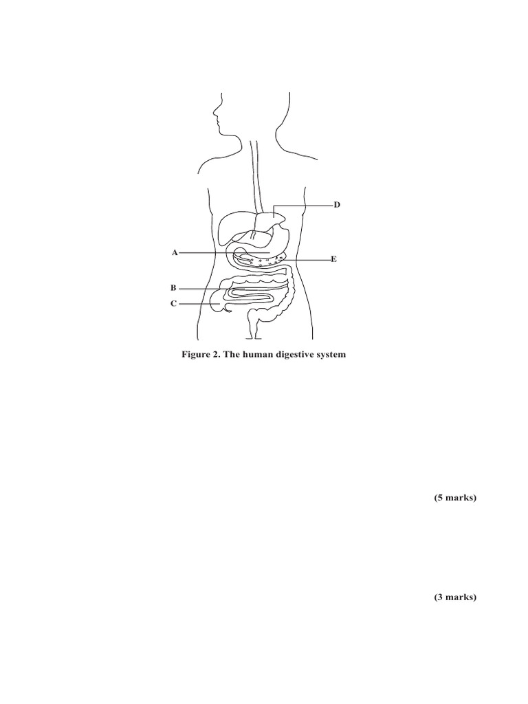 CSEC® Biology Past Papers - Digestive System | PDF | Exocrine System ...
