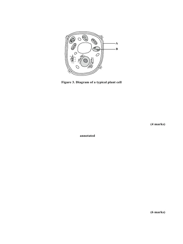 CSEC® Biology Past Papers - Cells | PDF