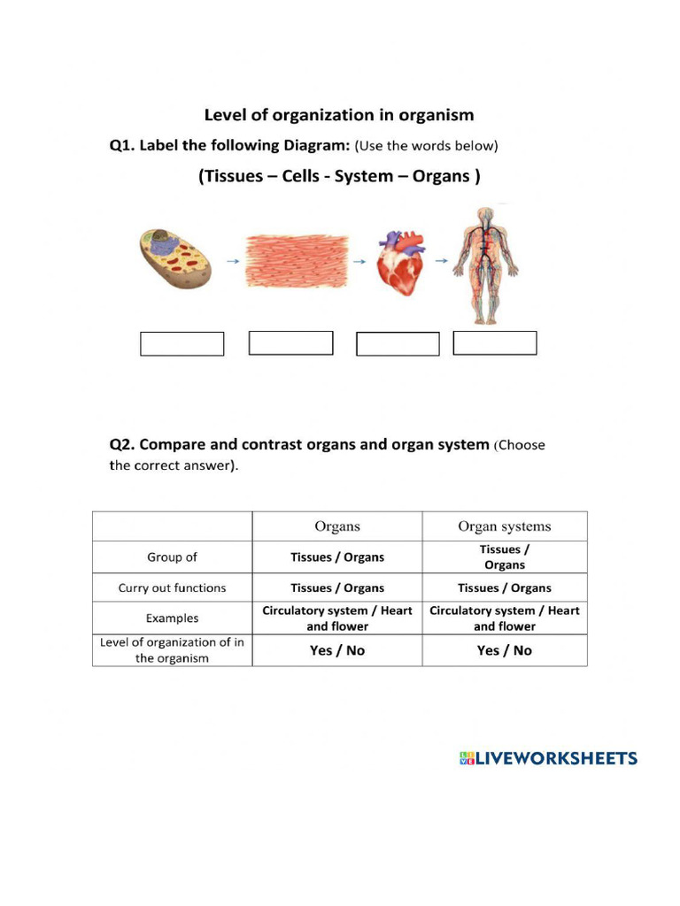 Level of Organisation - Worksheet | PDF